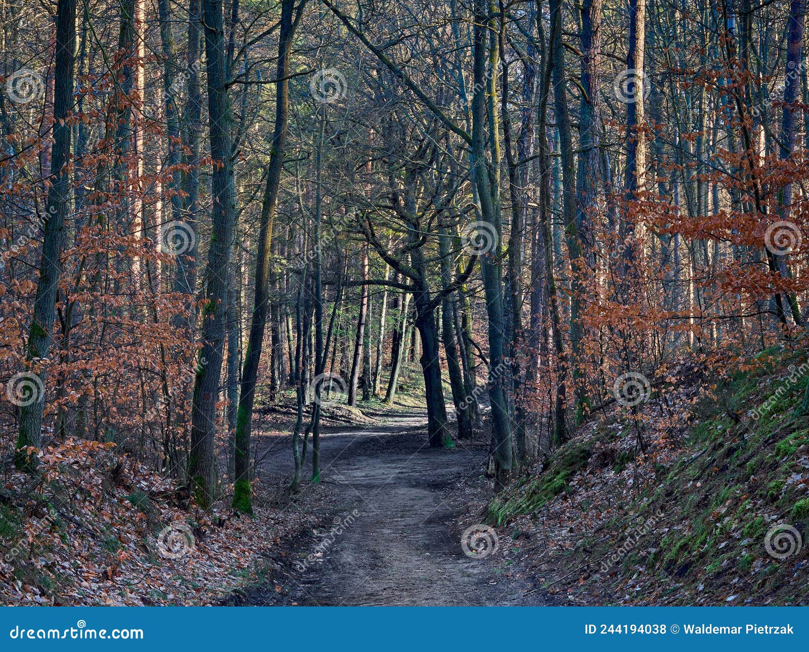 Early Spring Forest Lit by the Morning Sun Stock Photo - Image of fall ...