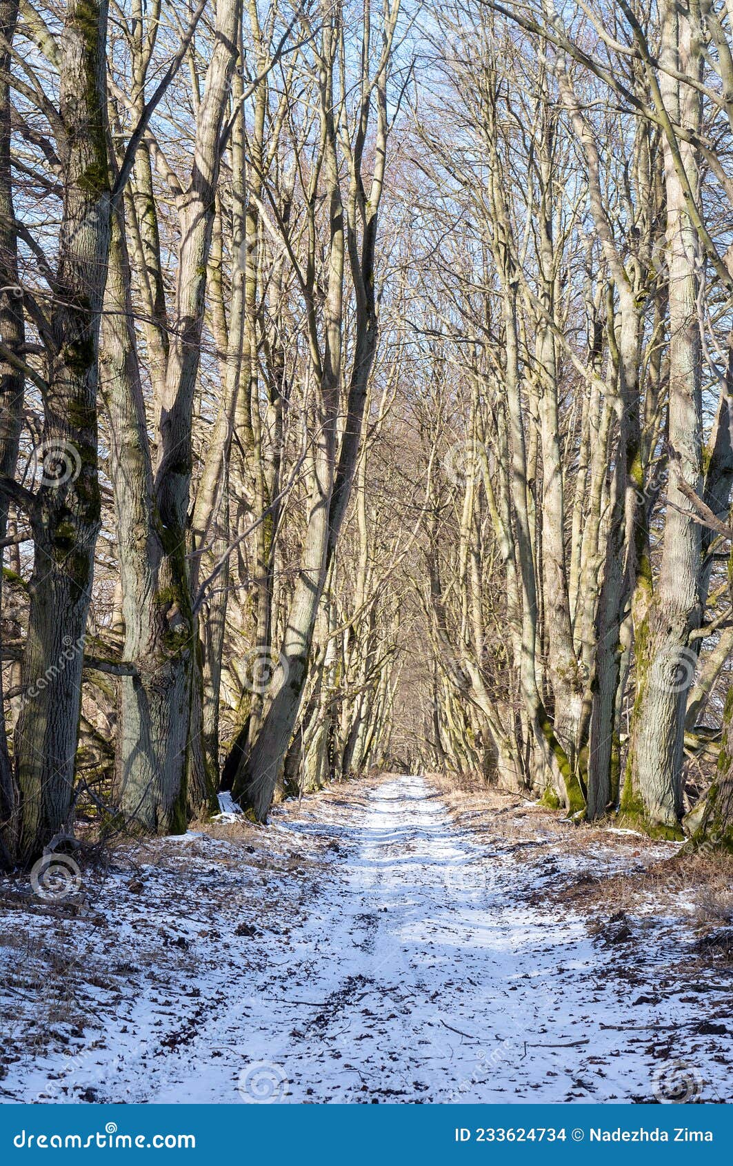 Early Spring in the Forest. Spring in the Park. a Forest Road in the ...