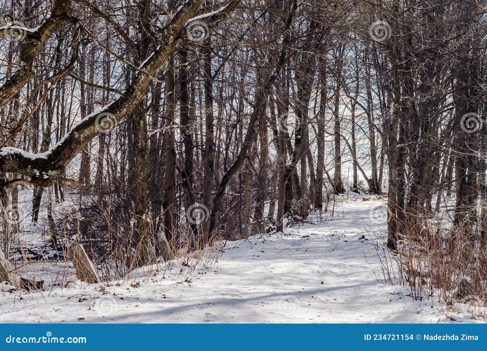 Early Spring in the Forest. Spring in the Park. a Forest Road in the ...