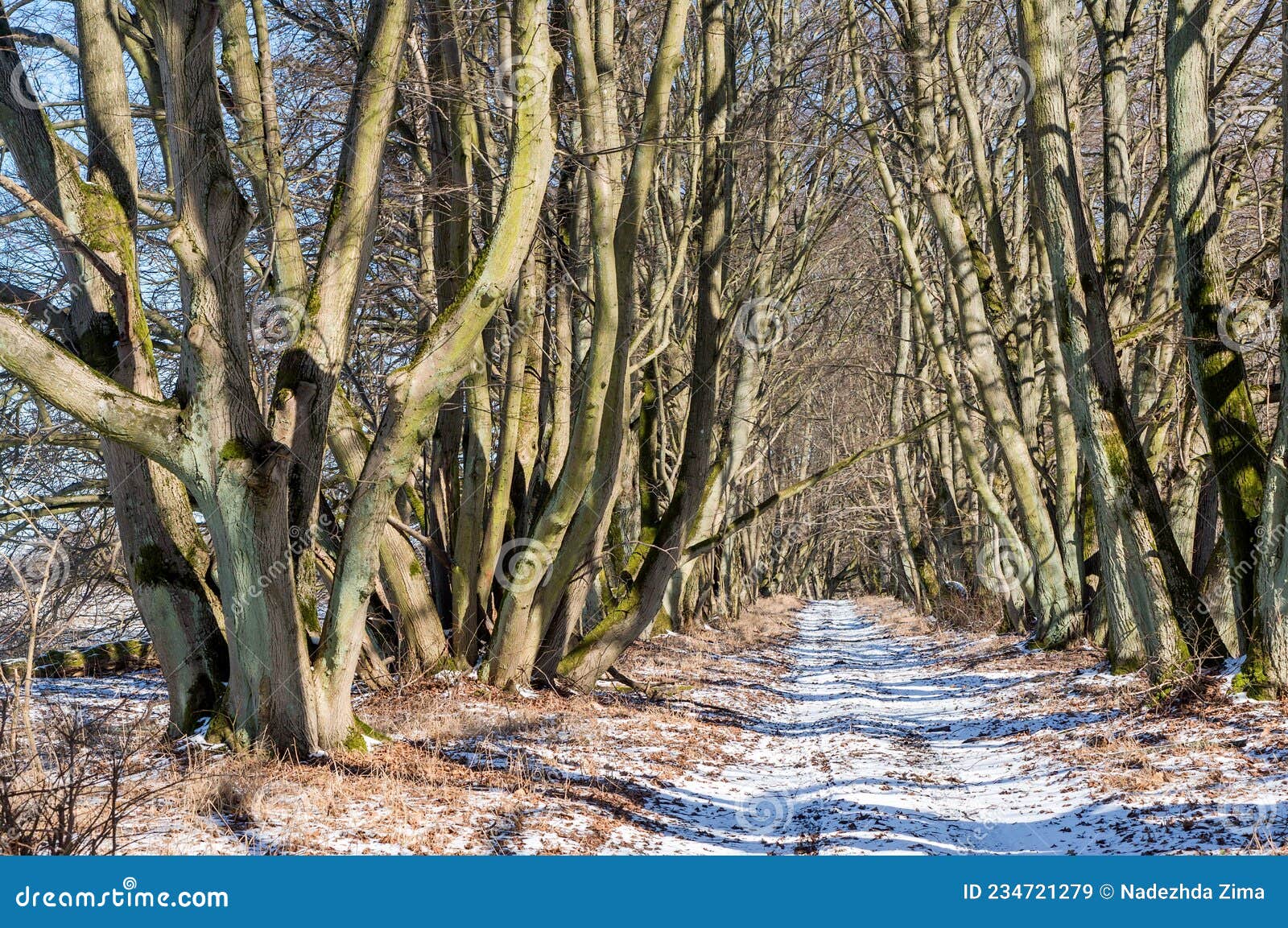 Early Spring in the Forest. Spring in the Park. a Forest Road in the ...