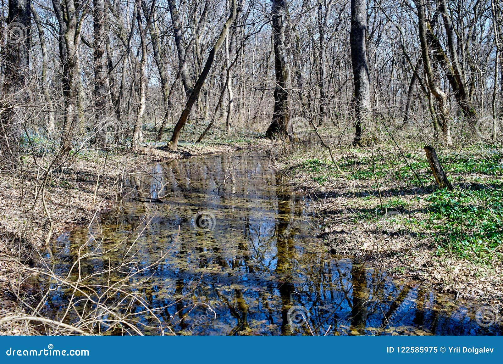 Early spring forest puddle stock image. Image of spring - 122585975