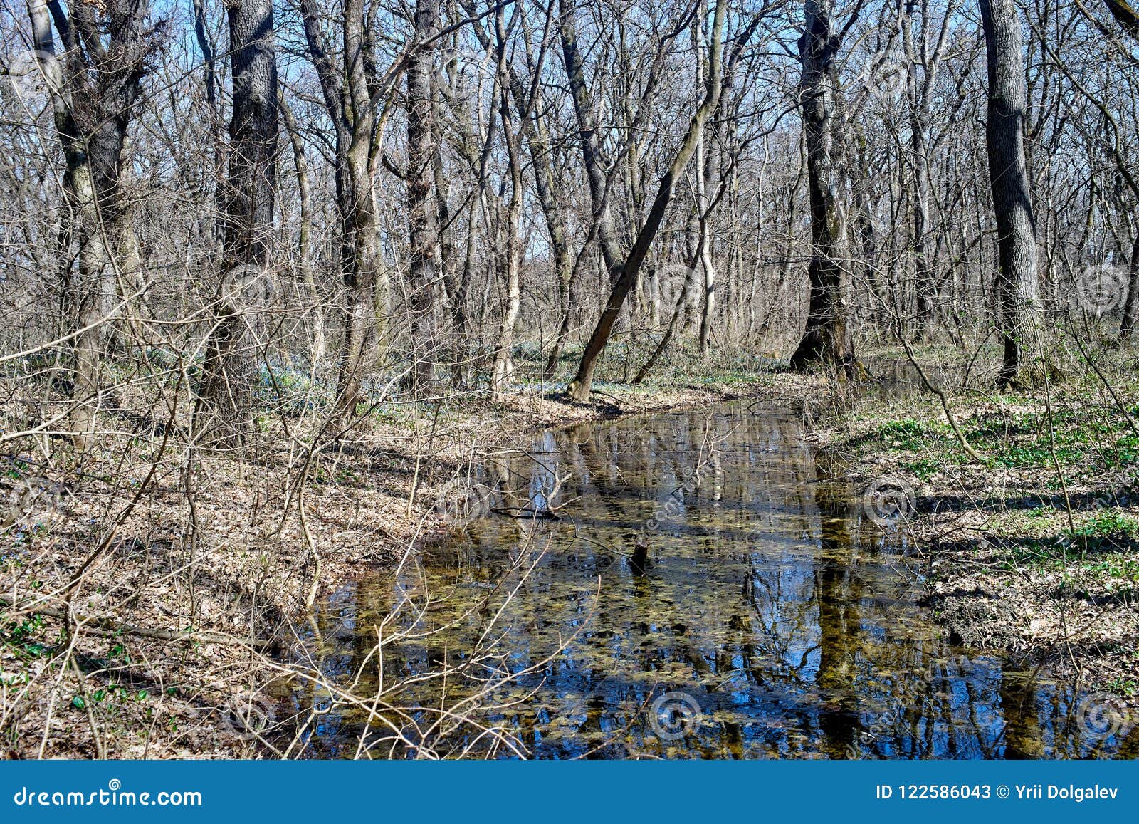 Early spring forest puddle stock image. Image of season - 122586043