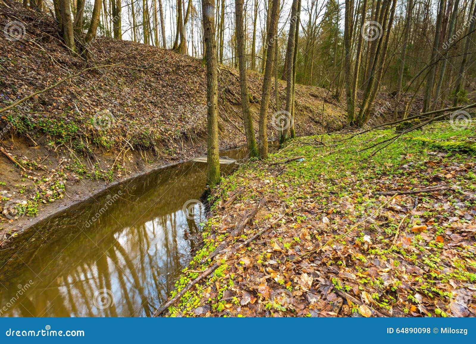 Early Spring Forest with Small Stream Landscape Stock Photo - Image of ...