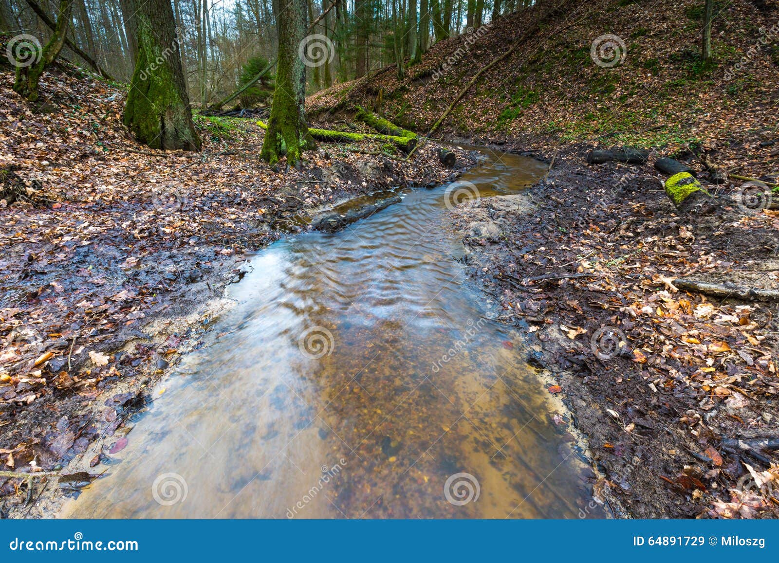 Early Spring Forest with Small Stream Landscape Stock Image - Image of ...