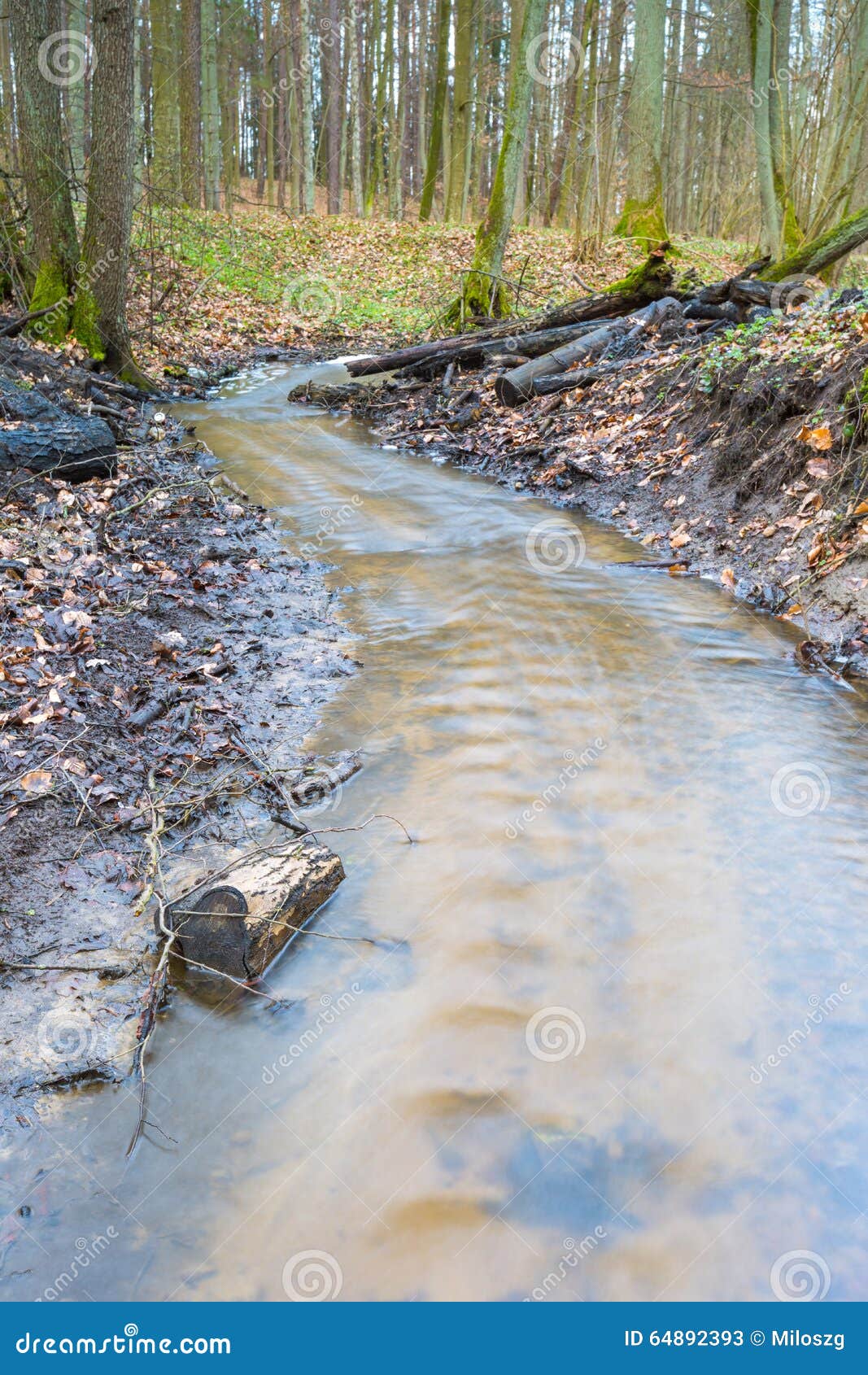 Early Spring Forest with Small Stream Landscape Stock Image - Image of ...