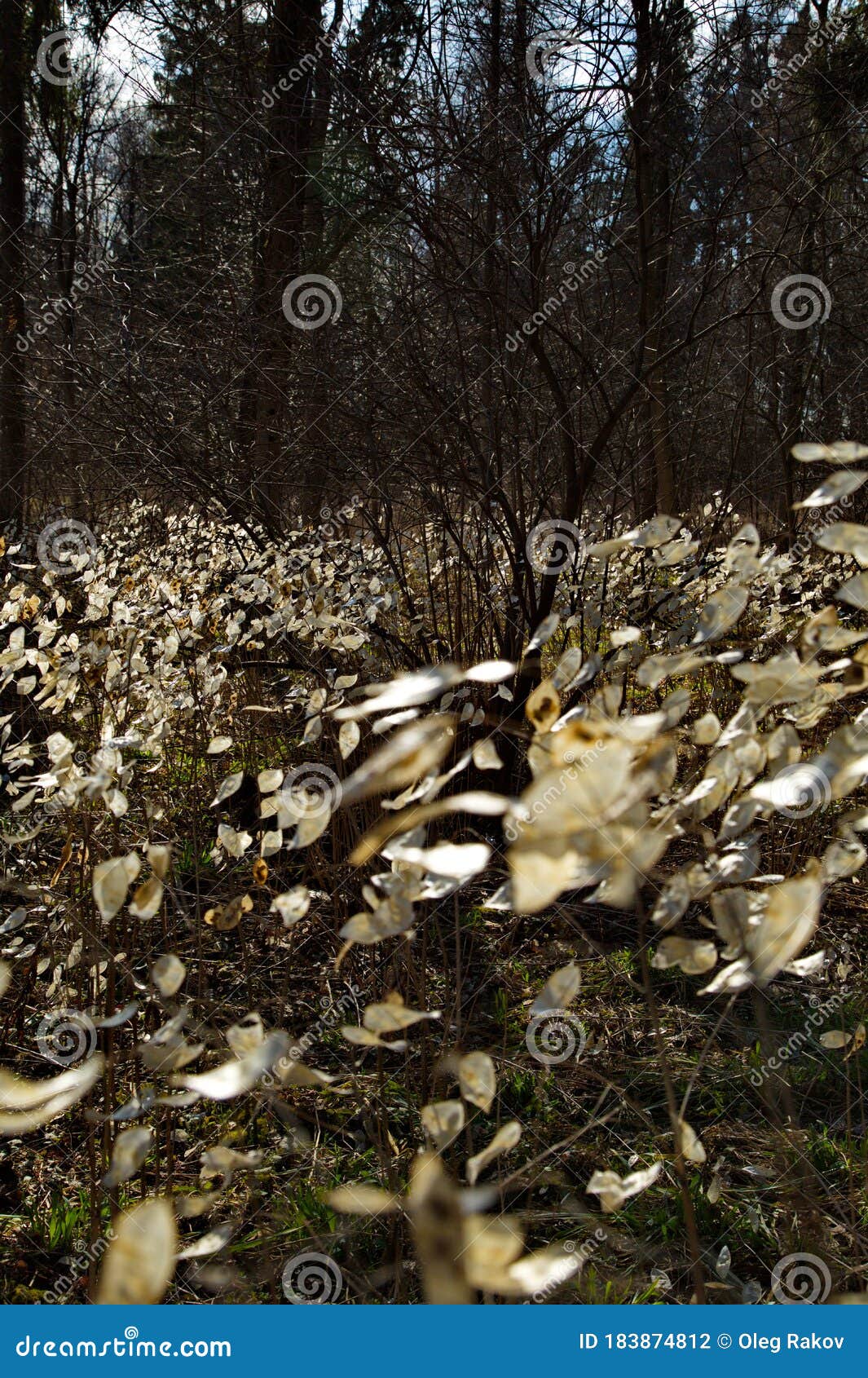 Early Spring in the Forest. Stock Photo - Image of spring, forest ...