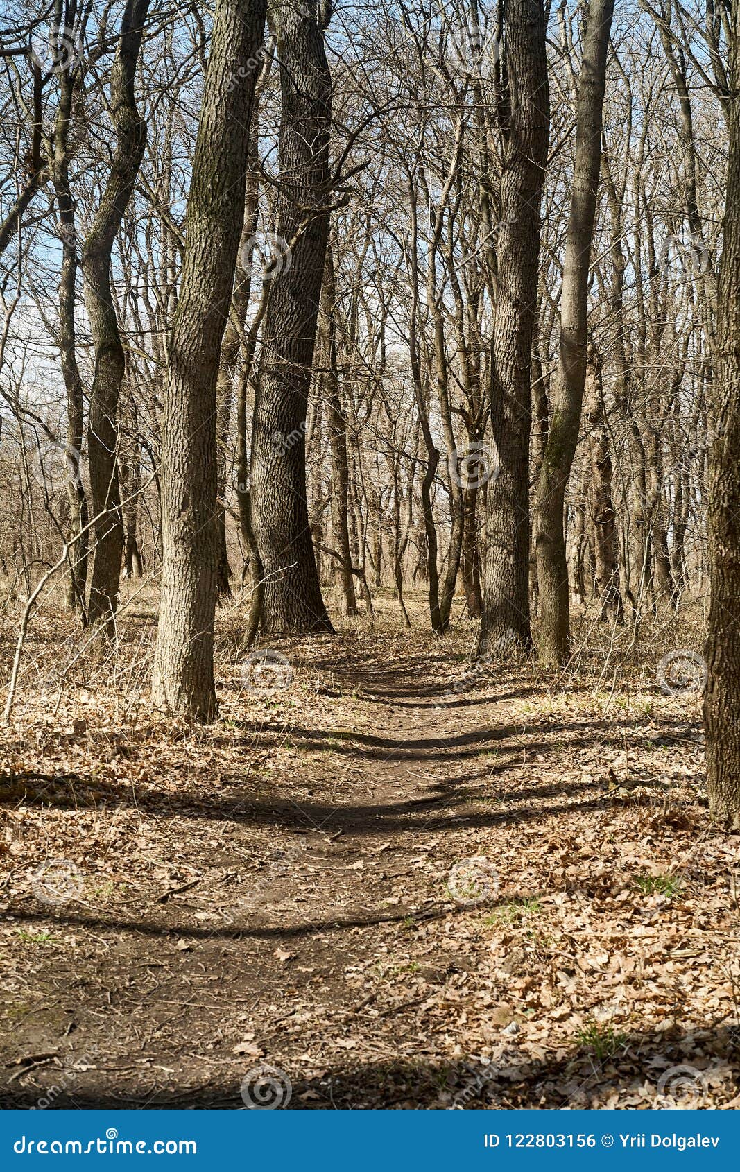 Leafless spring trees stock photo. Image of walkway - 122803156