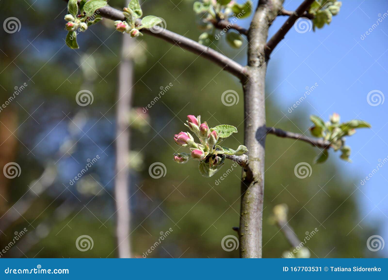 Early Spring in the Garden. the Buds of the Apple Tree are Opened ...