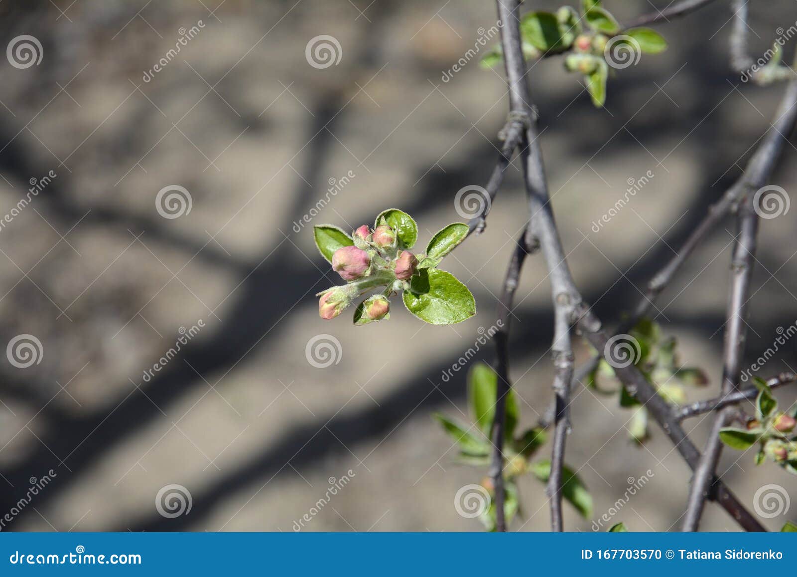 Early Spring in the Garden. the Buds of the Apple Tree are Opened ...
