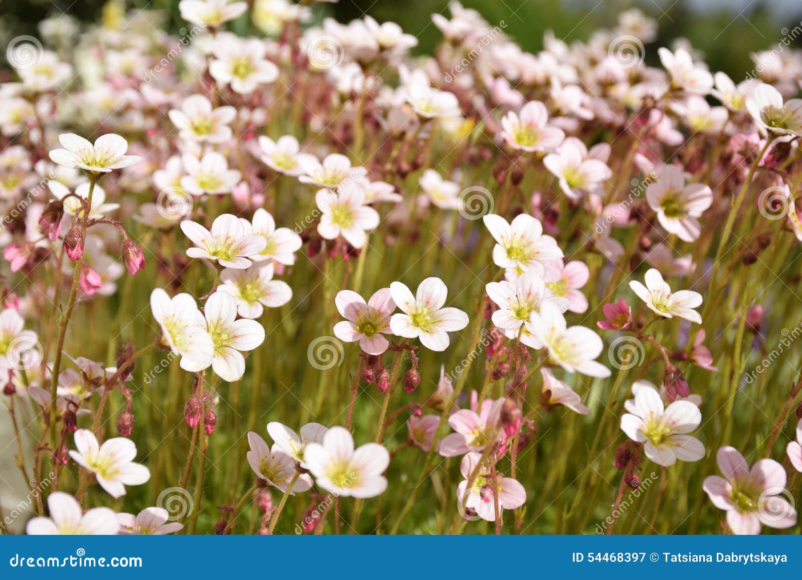 Early Spring Garden Flowers Stock Image - Image of bloom, beautiful ...