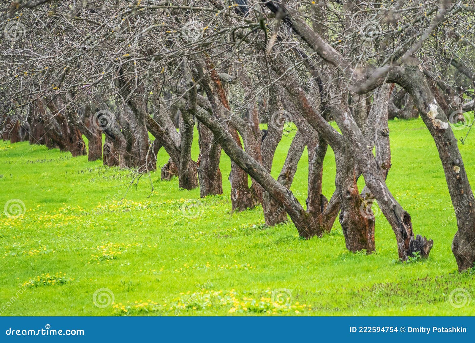 Early Spring in a Garden with Rows of Apple Trees. Row of Apple Trees ...