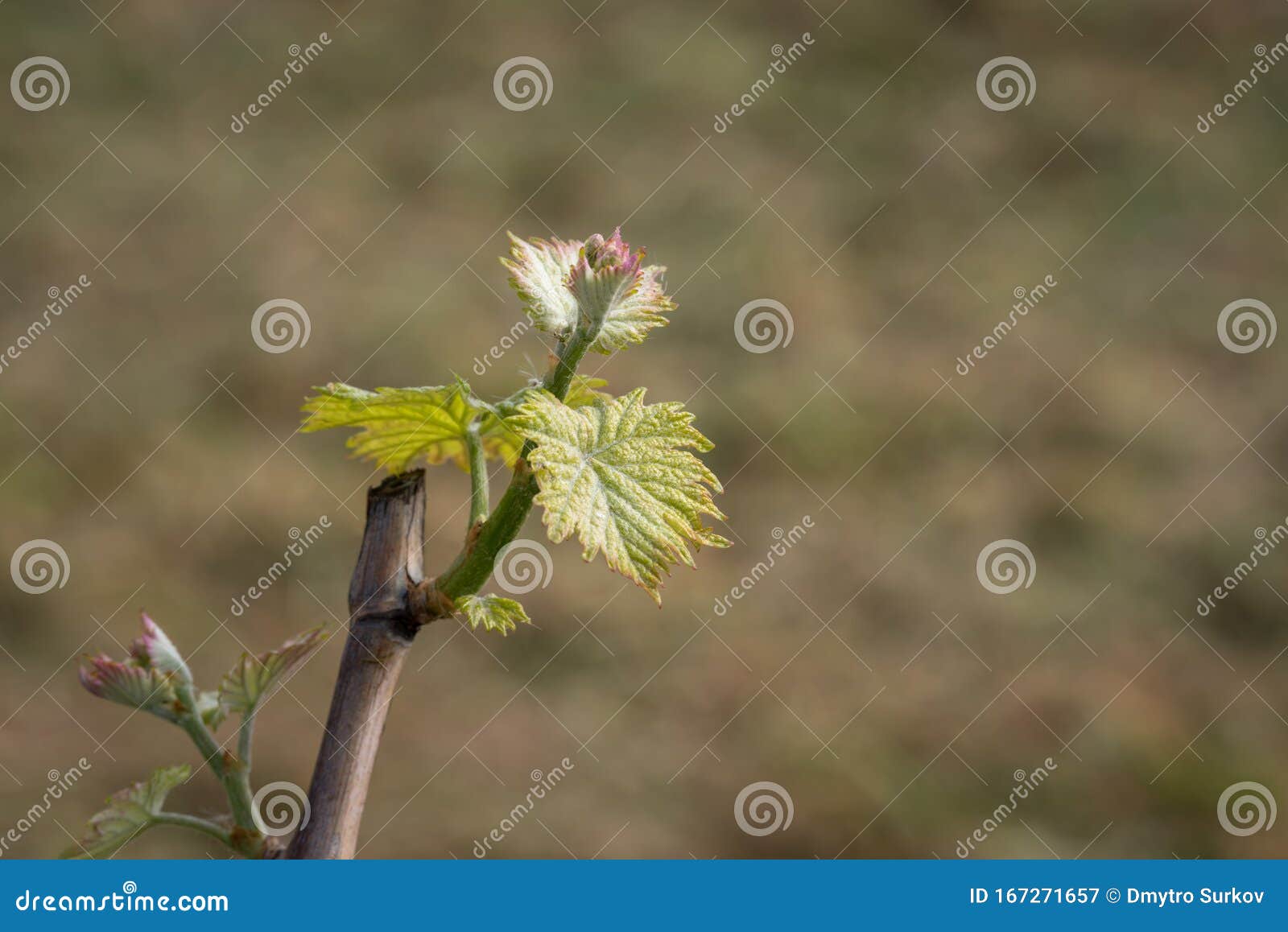 Early Spring Grape Vine Buds Stock Image - Image of grapevine ...