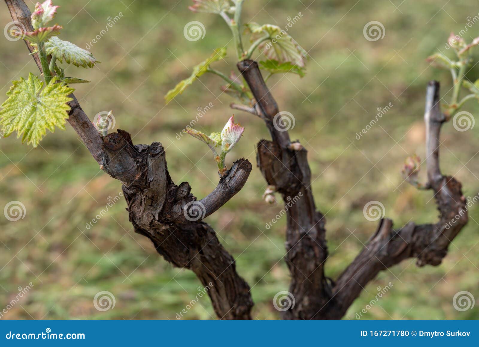 Early Spring Grape Vine Buds Stock Photo - Image of small, branch ...