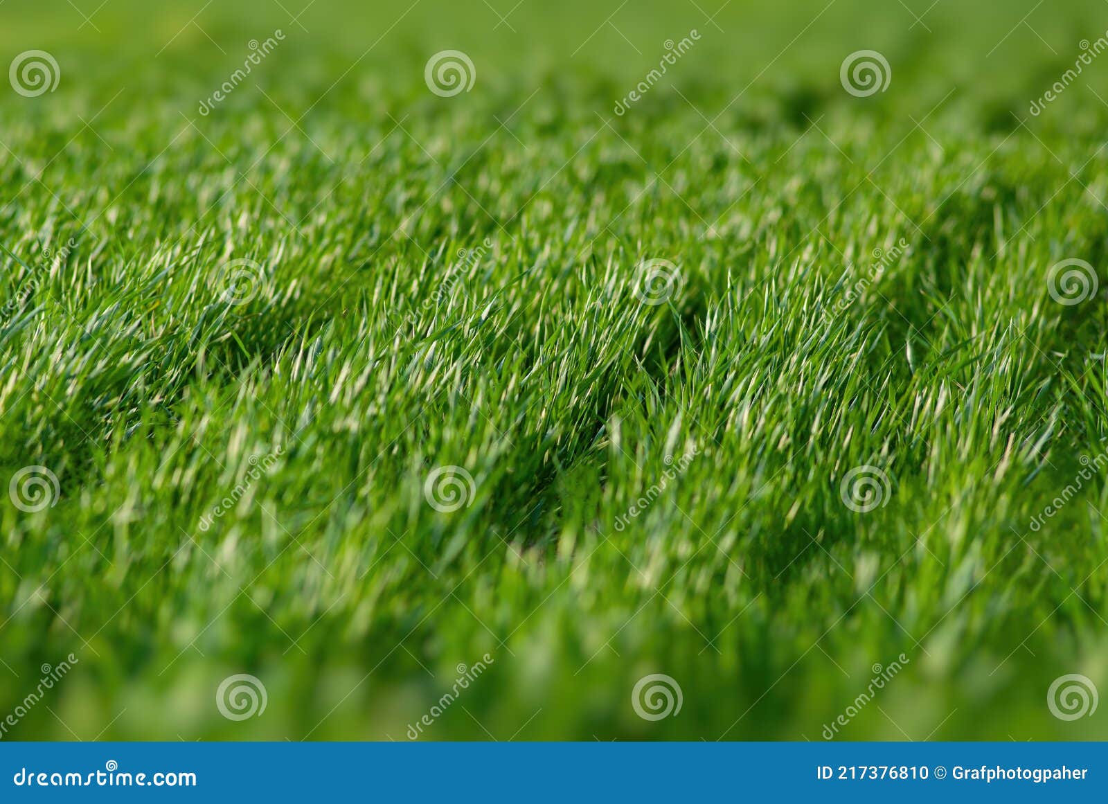 Early Spring Green Wheat in the Field Stock Photo - Image of cereal ...