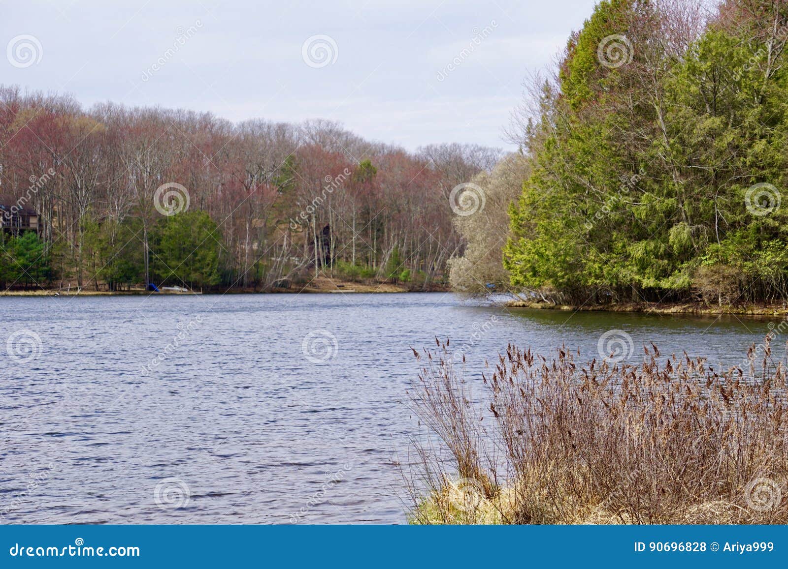 Early spring at the lake stock photo. Image of green - 90696828