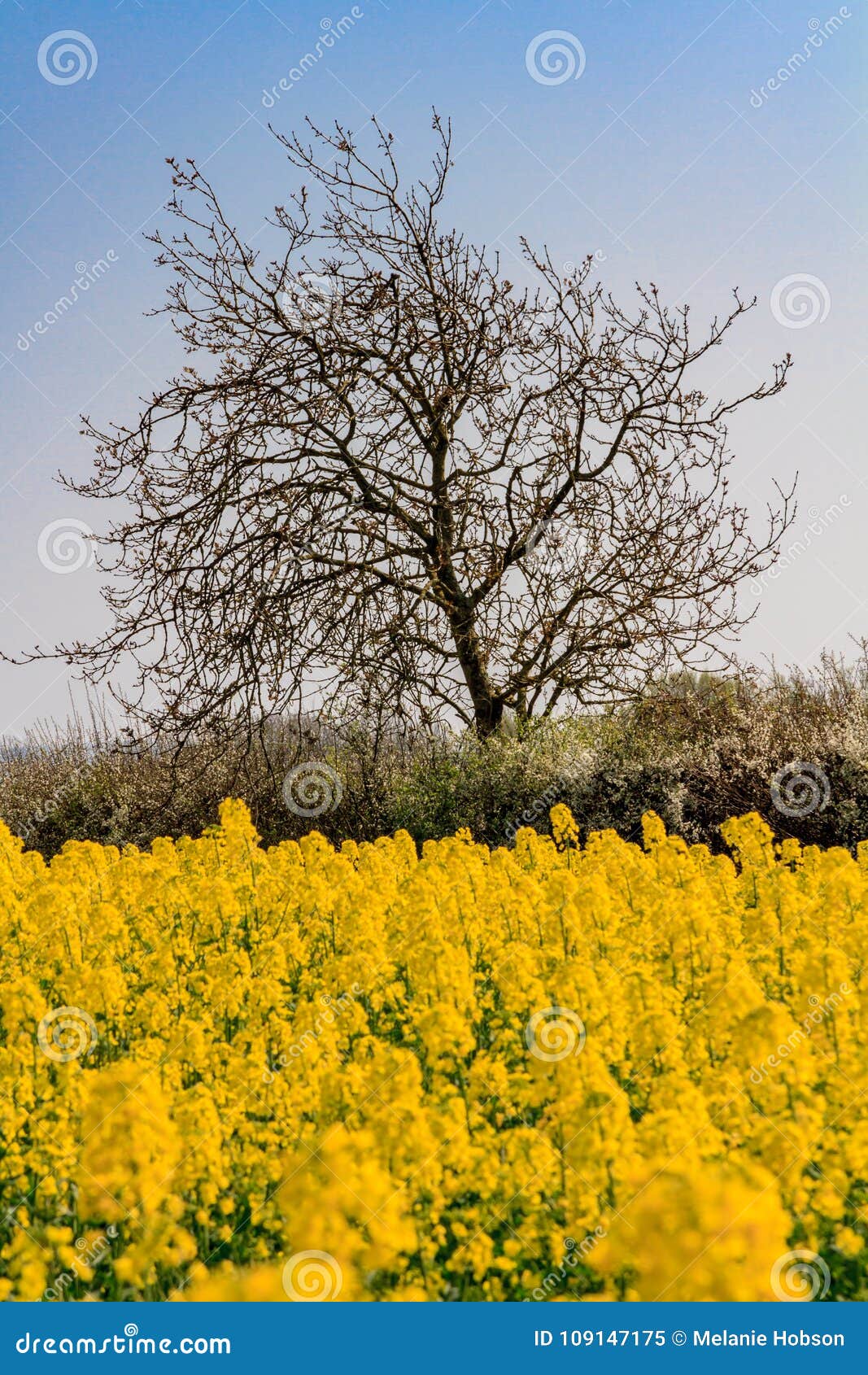 A Canola Field stock image. Image of europe, bright - 109147175