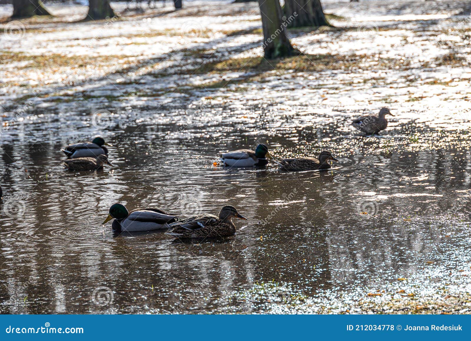 Early Spring Landscape with Ducks in the Park Swimming in a Puddle ...