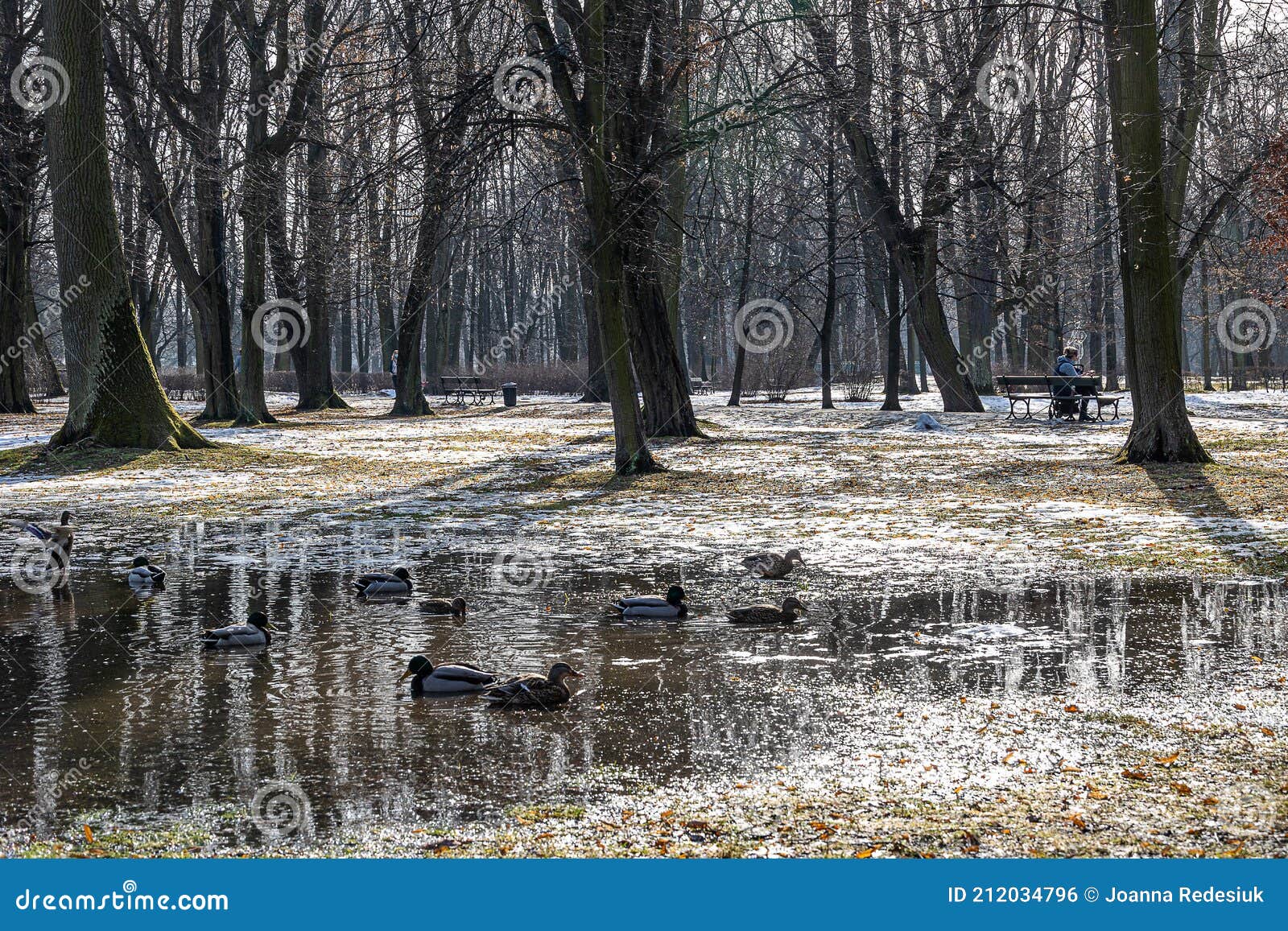 Early Spring Landscape with Ducks in the Park Swimming in a Puddle ...