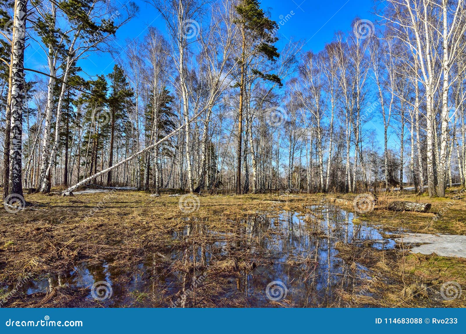 Early Spring Landscape in Forest with Melting Snow and Water Stock ...