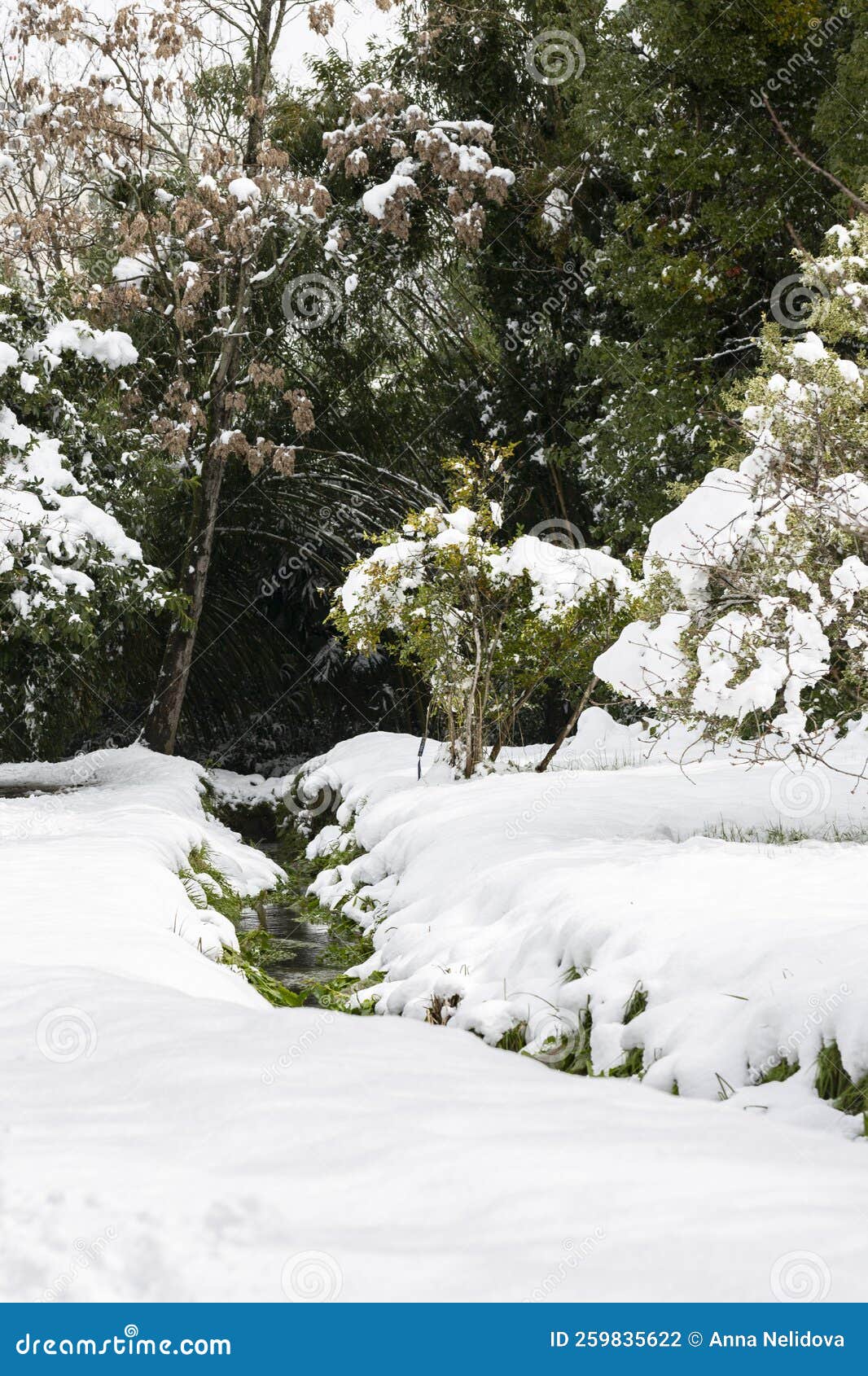 Early Spring Landscape in the Forest, a Stream Flows between the Green ...