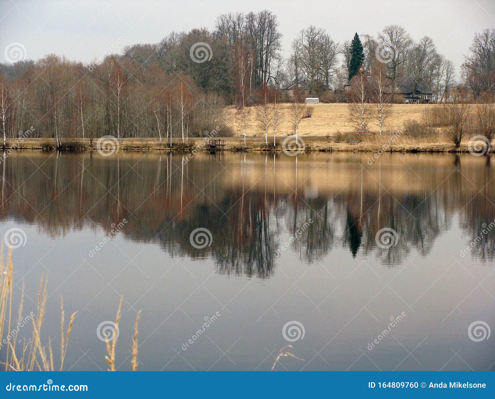 Spring Landscape with Lake and Reed Stock Photo - Image of nature, view ...