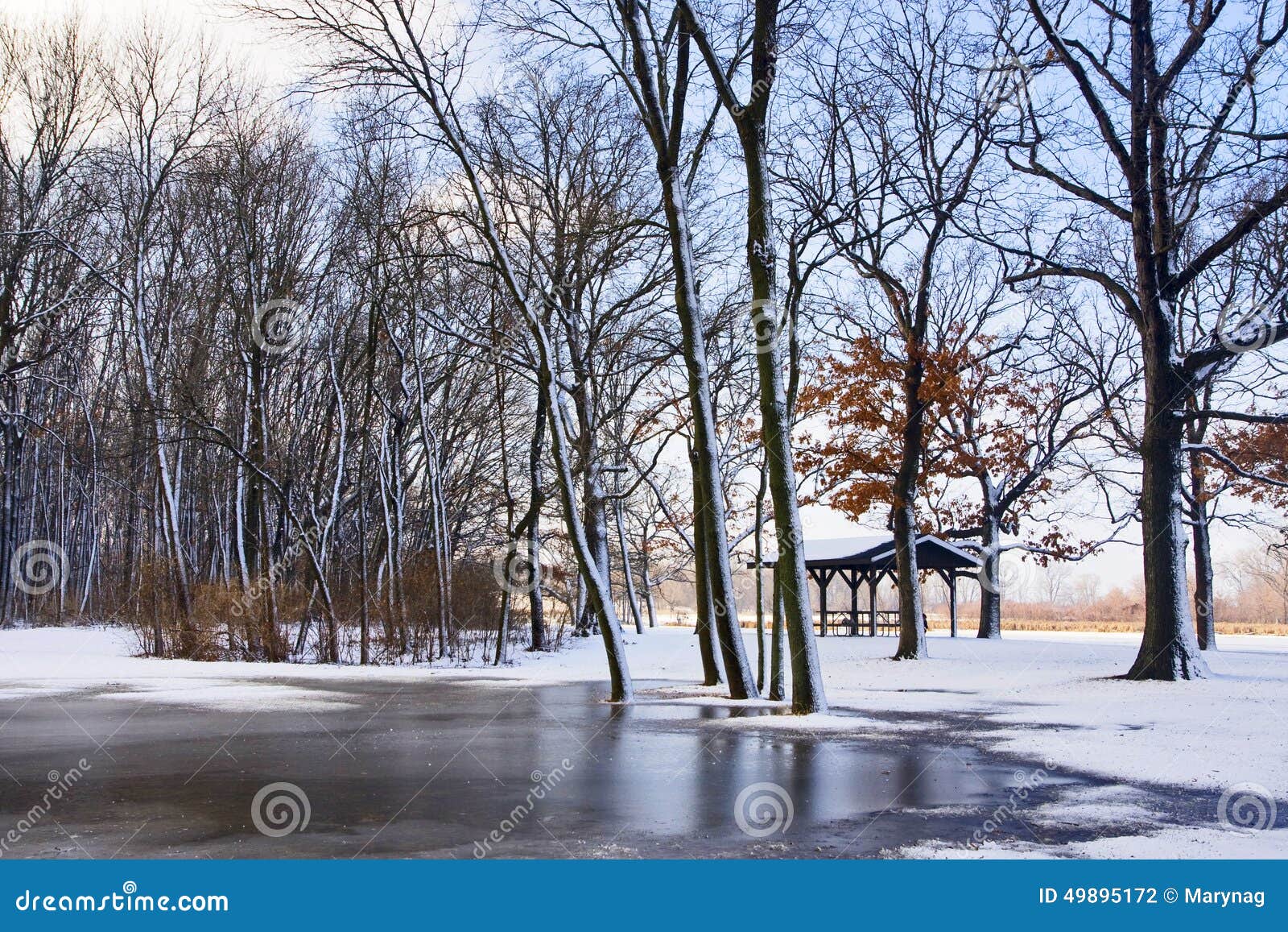Early spring landscape stock photo. Image of march, branch - 49895172
