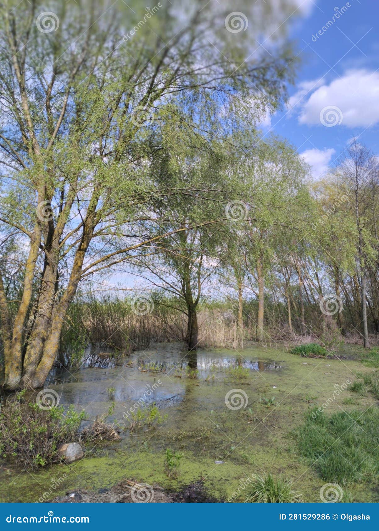 Early Spring Landscape, River Flood, Swamp Stock Photo - Image of boat ...