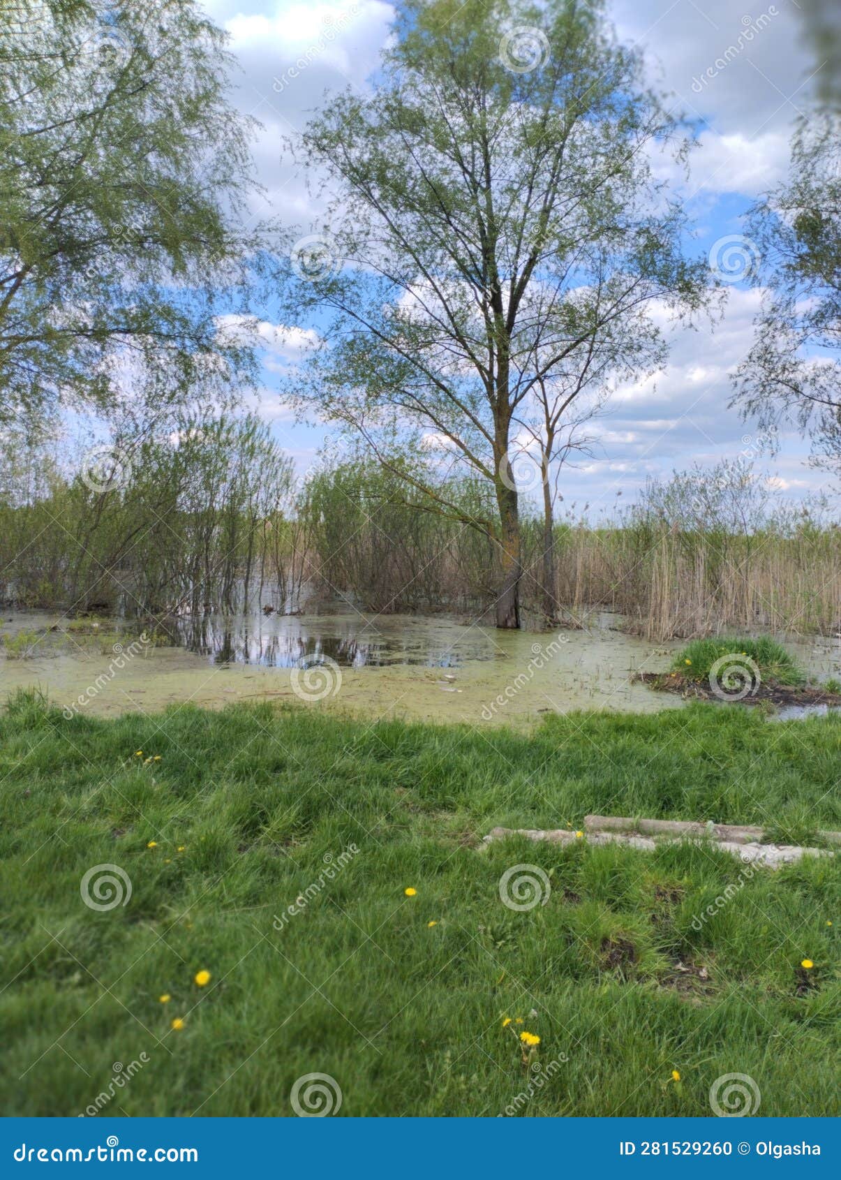 Early Spring Landscape, River Flood, Swamp Stock Photo - Image of swamp ...