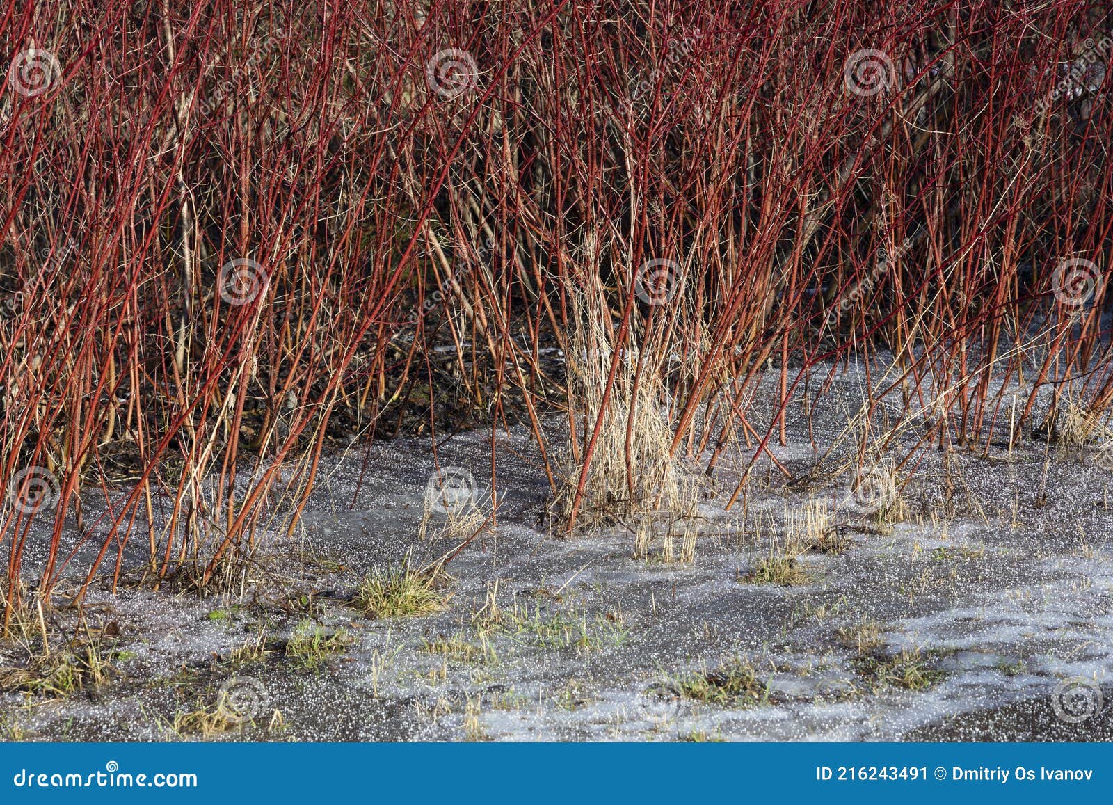 Early Spring Landscape with a Shrub of Red Willow Stock Image - Image ...