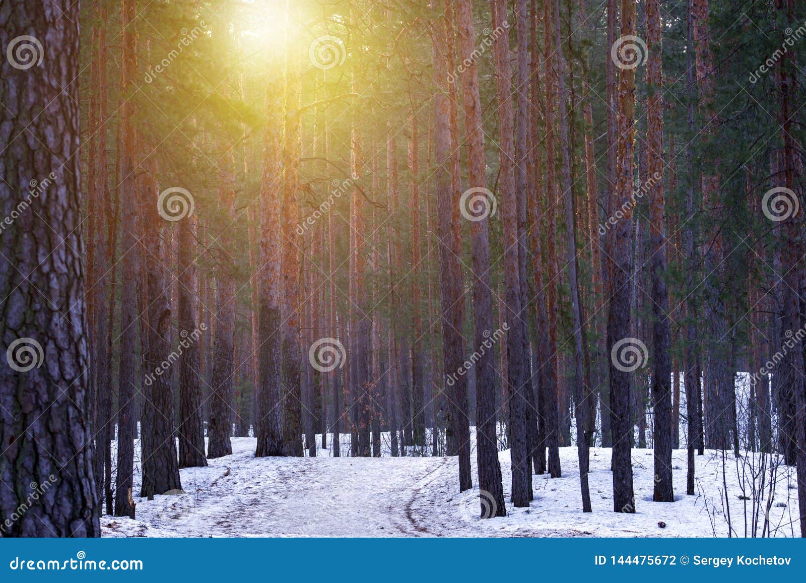 Early Spring Landscape of the Snow in the Pine Forest. Landscape in the ...