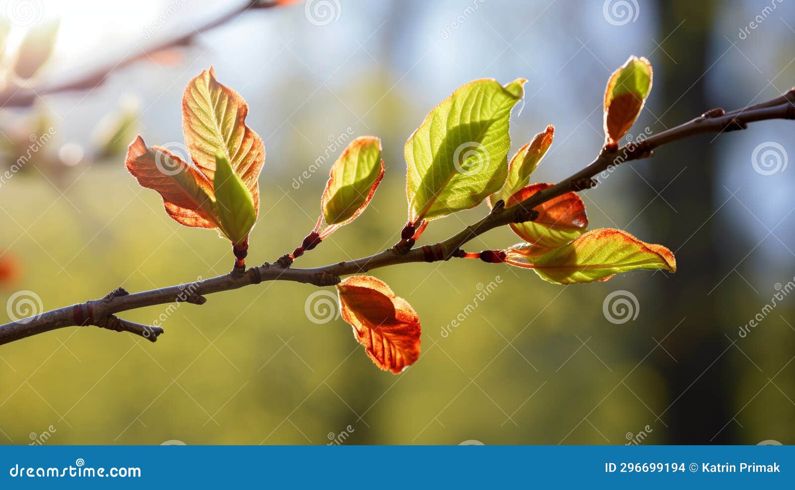 In Early Spring, the Leaves Bloom on the Branches Stock Illustration ...