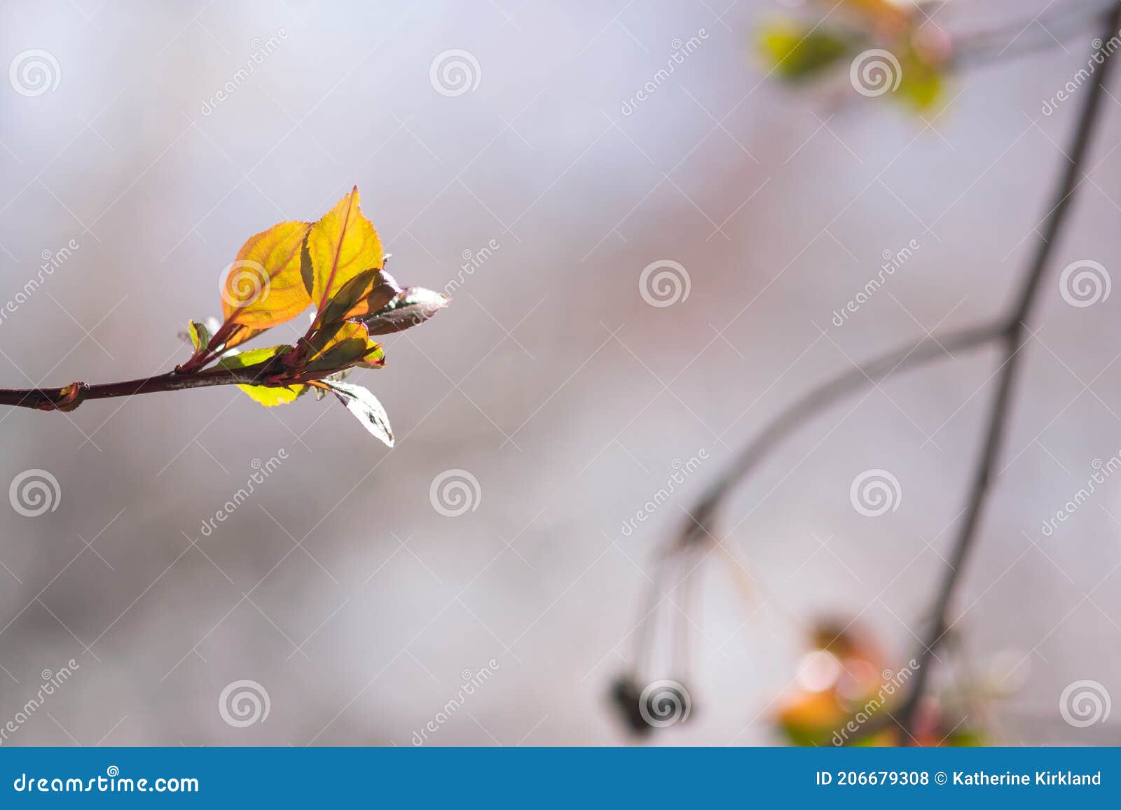 Early Spring Leaves stock photo. Image of bright, glowing - 206679308