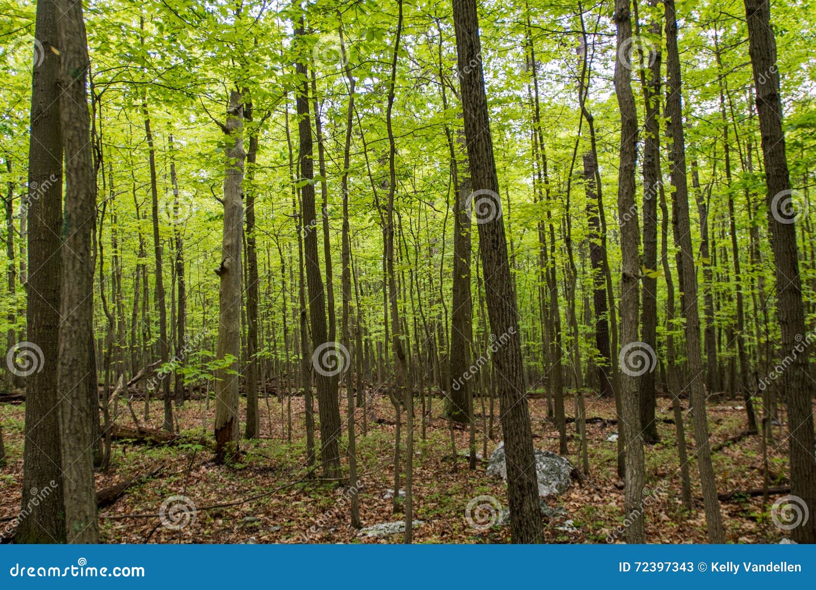 Early Spring Leaves in Young Forest Stock Image - Image of hiking ...