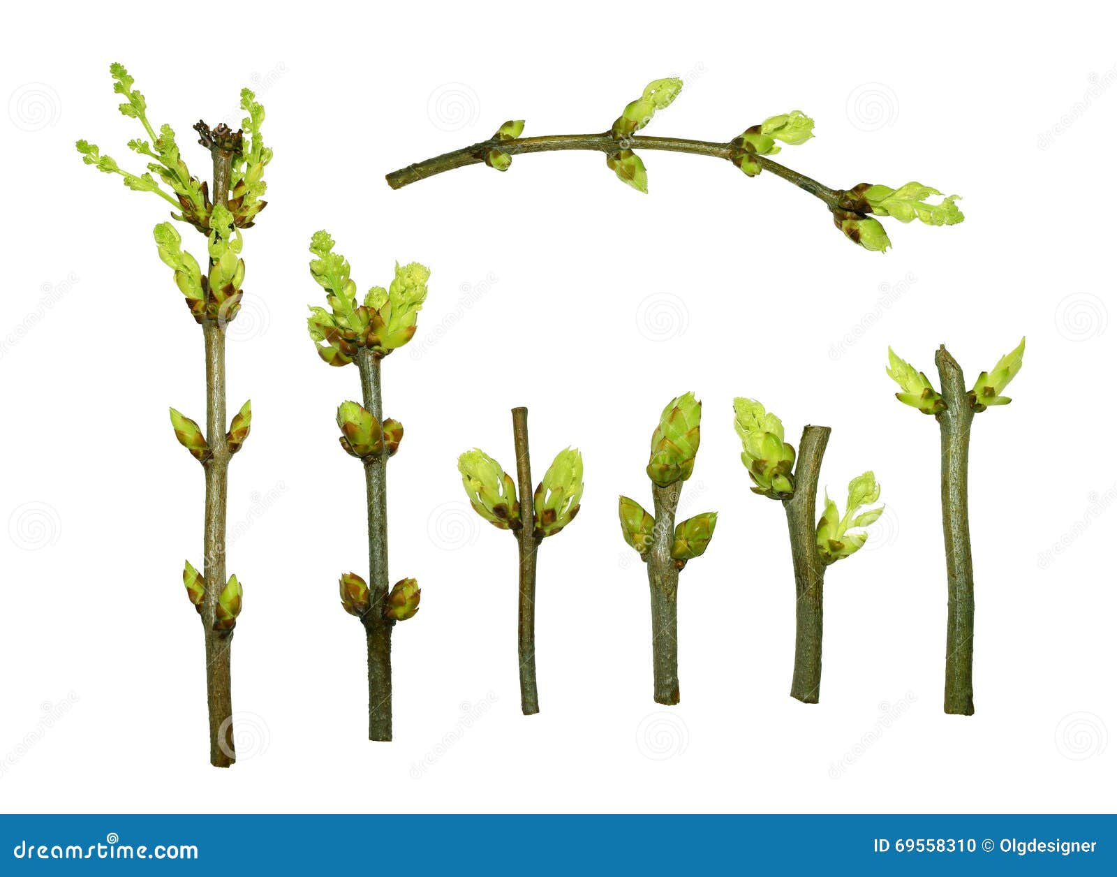 Early Spring Lilac Sprouts - Set Stock Photo - Image of grow, design ...