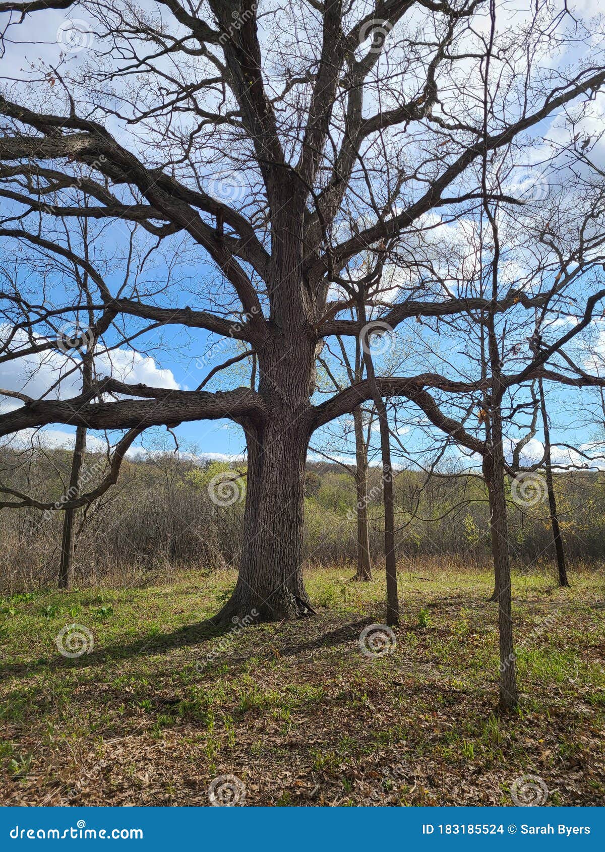 Early Spring Lone Tree, Barton Nature Area, Ann Arbor, Michigan Stock ...