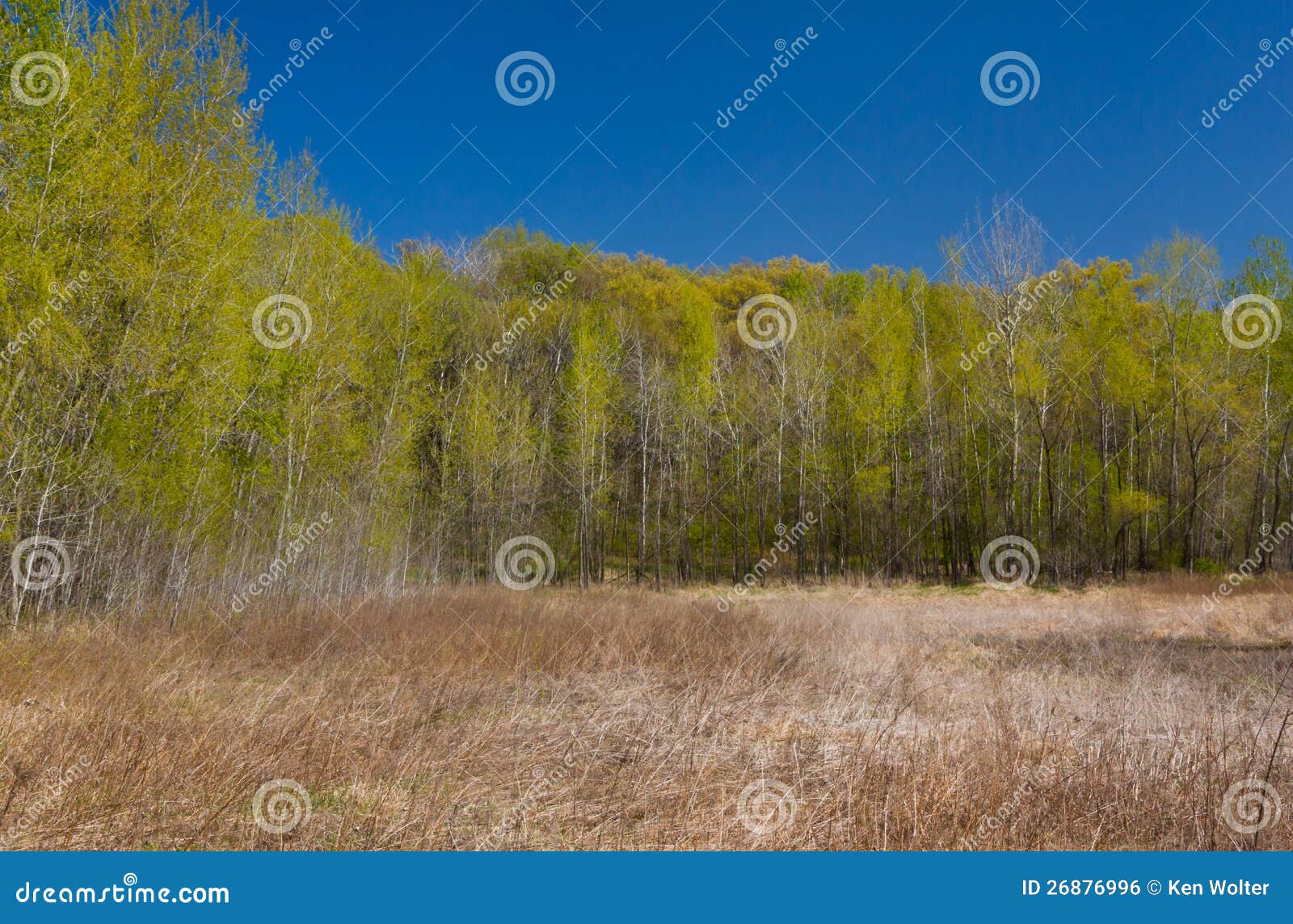 Early Spring at the Marsh stock photo. Image of season - 26876996