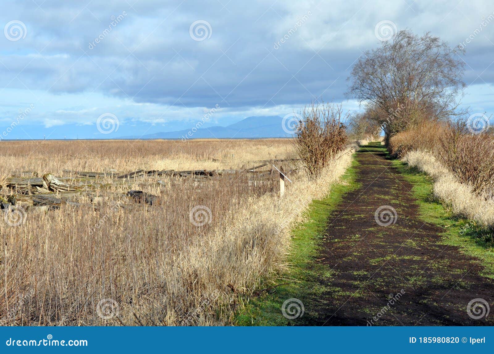 Early spring marsh estuary stock photo. Image of landscape - 185980820