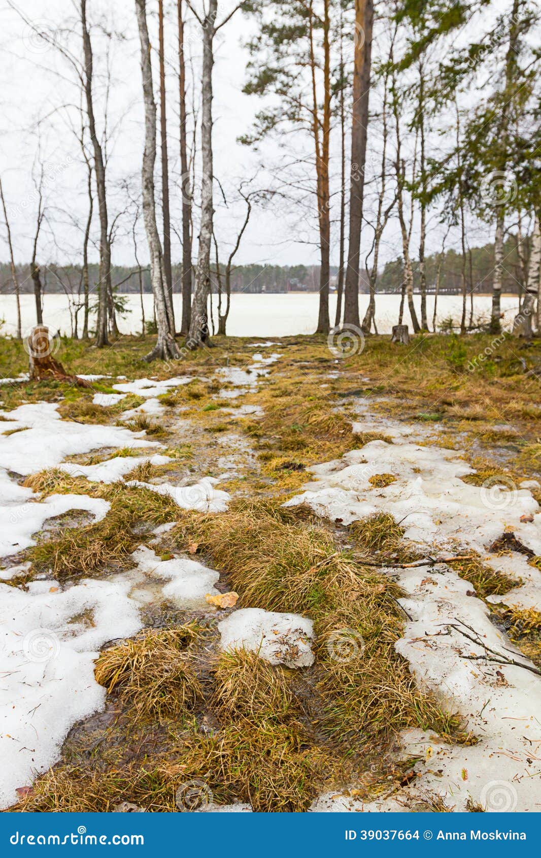 Early Spring Melting Ice and Snow Stock Photo - Image of covered, field ...