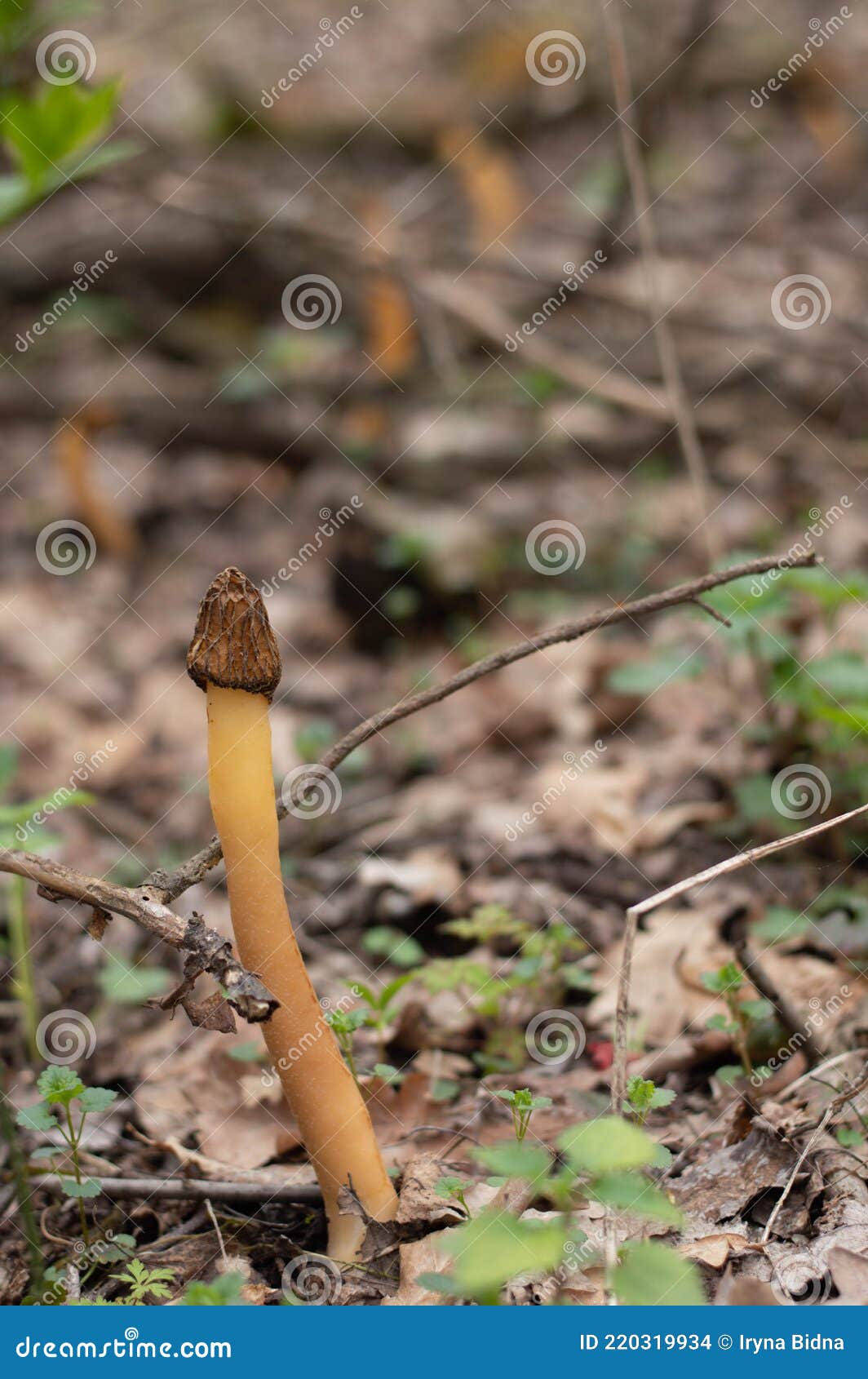 In Early Spring Morel Grows Against a Blurred Forest Background Stock ...
