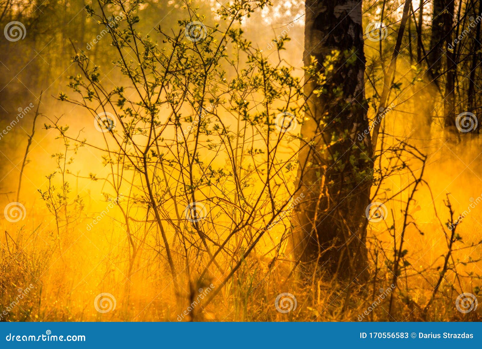 Early Spring Morning in Light Stock Image - Image of yellow, foggy ...