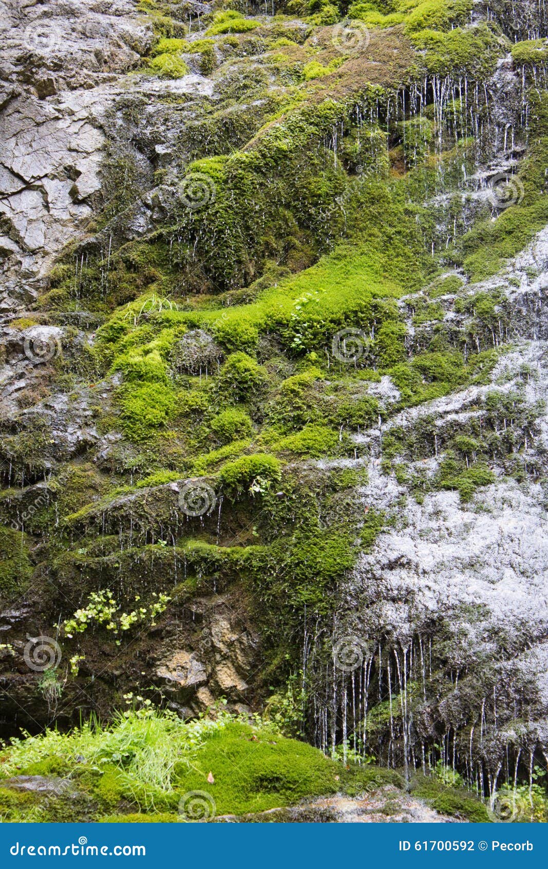 Early Spring Mossy Forest Rock Waterfall Stock Photo - Image of spring ...