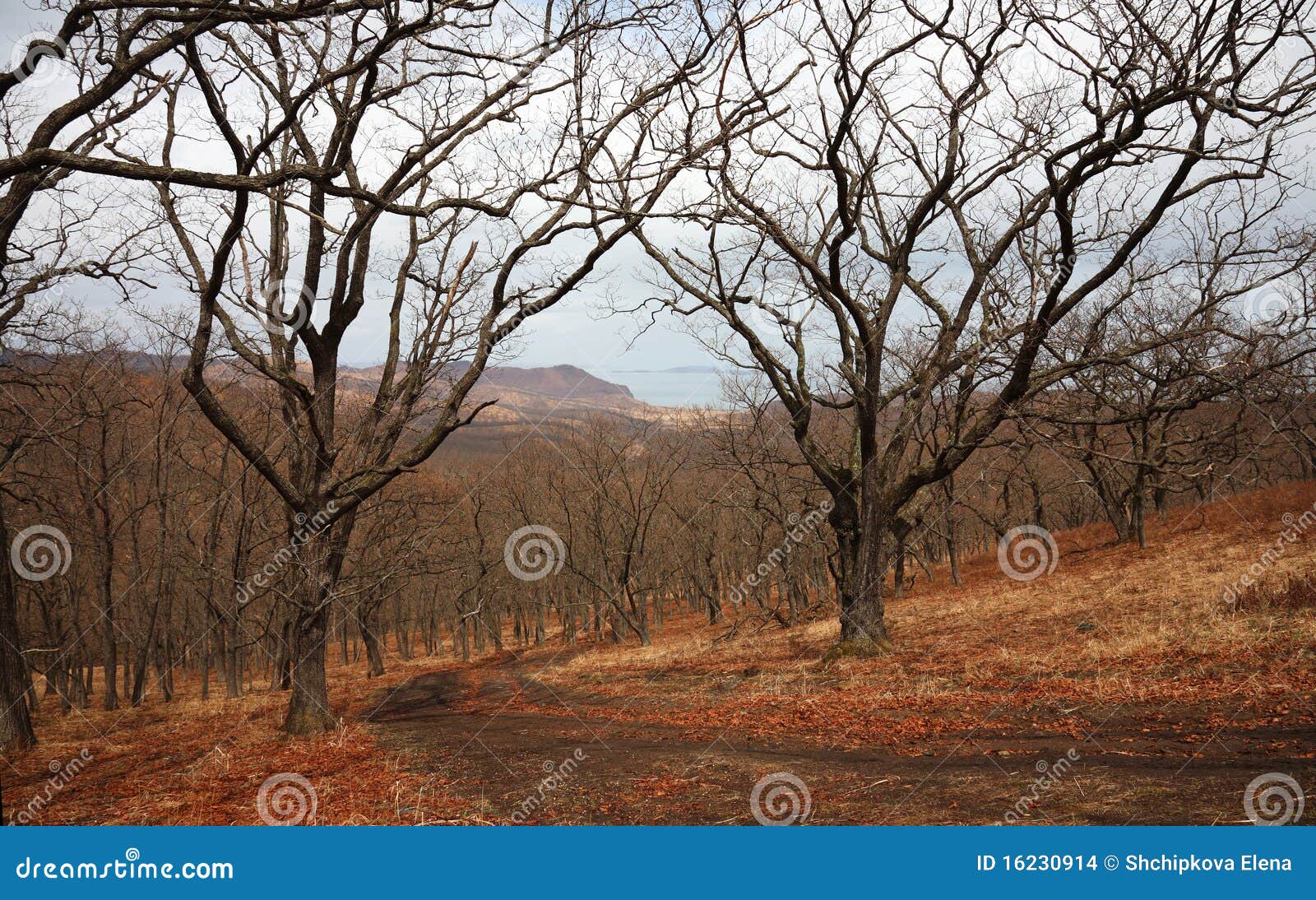 Early spring in mountains stock photo. Image of trunk - 16230914