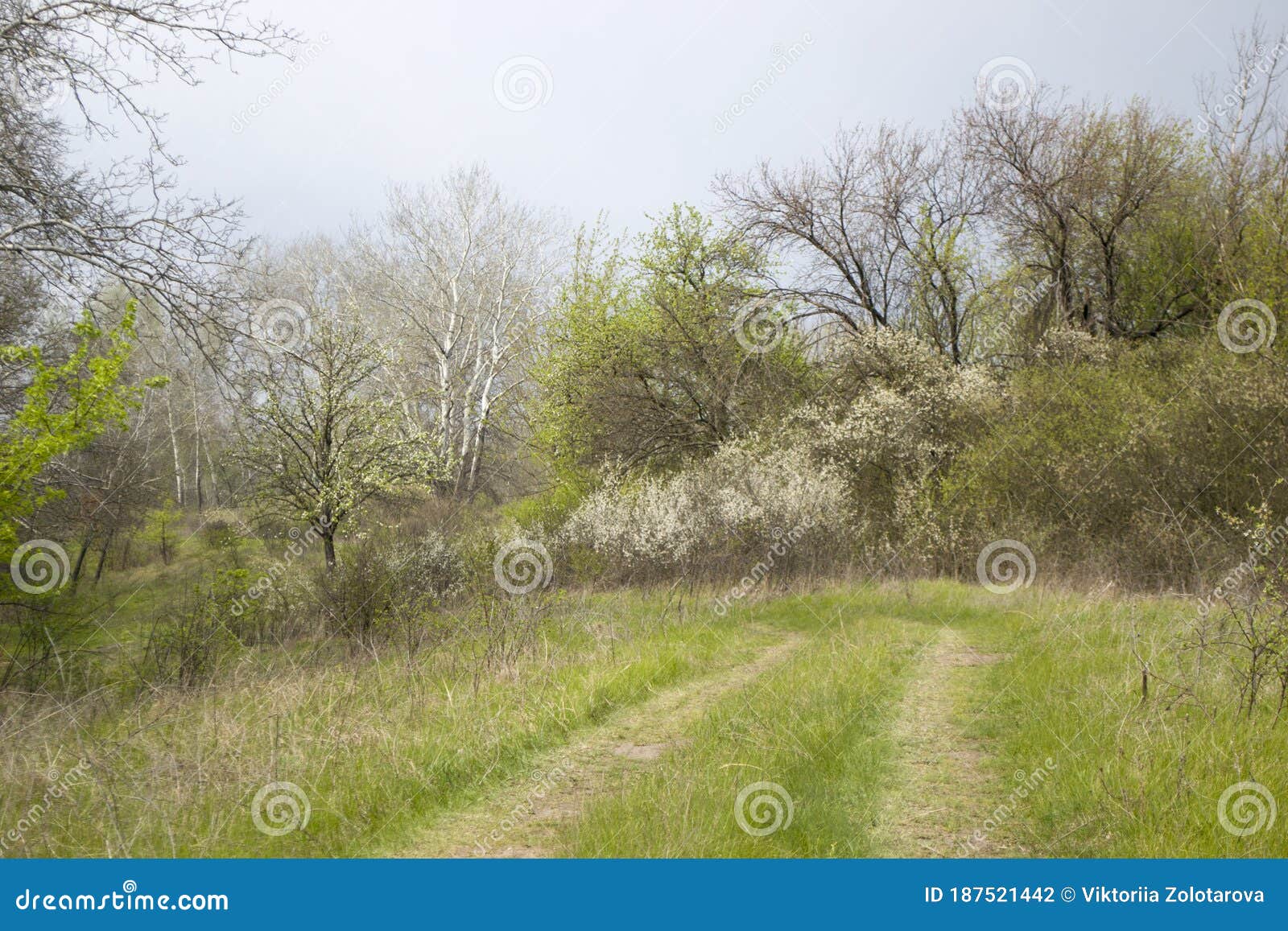 Early spring, nature. stock photo. Image of colorful - 187521442