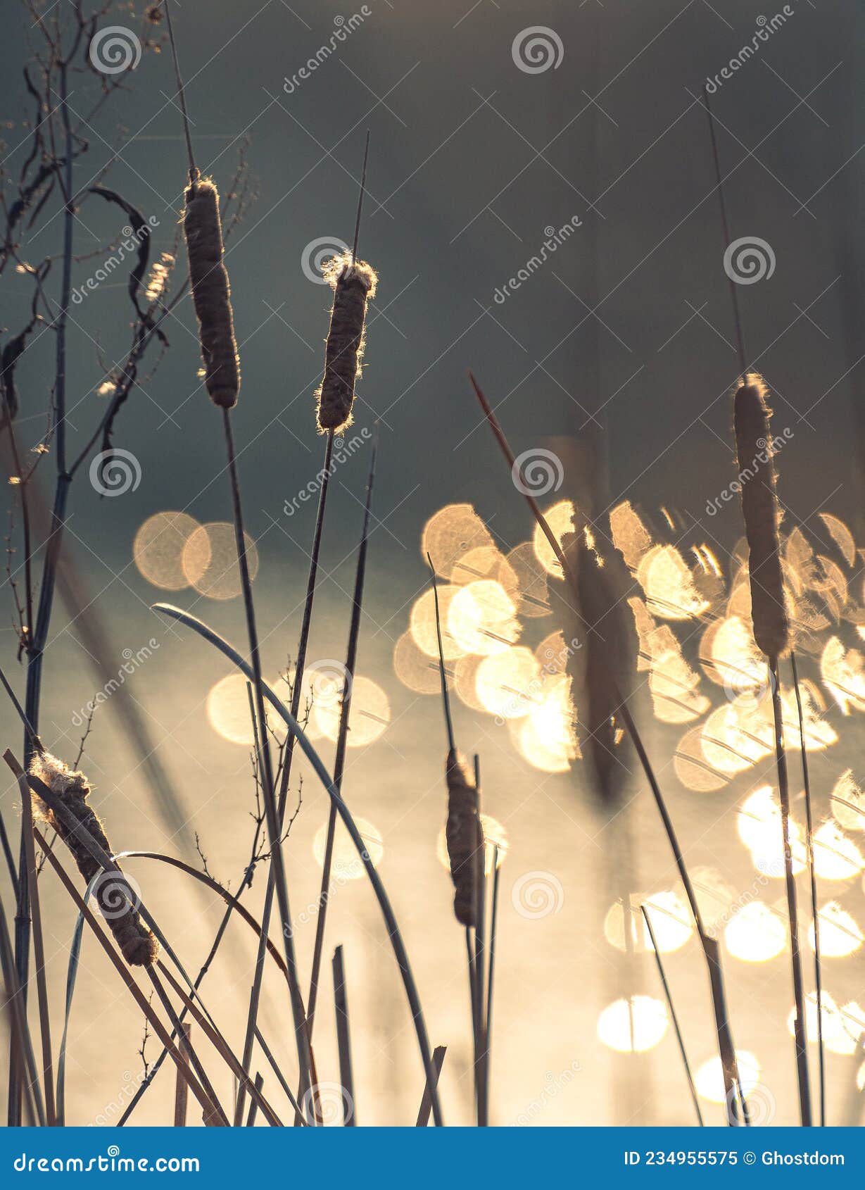 Early spring nature stock image. Image of mushroom, green - 234955575