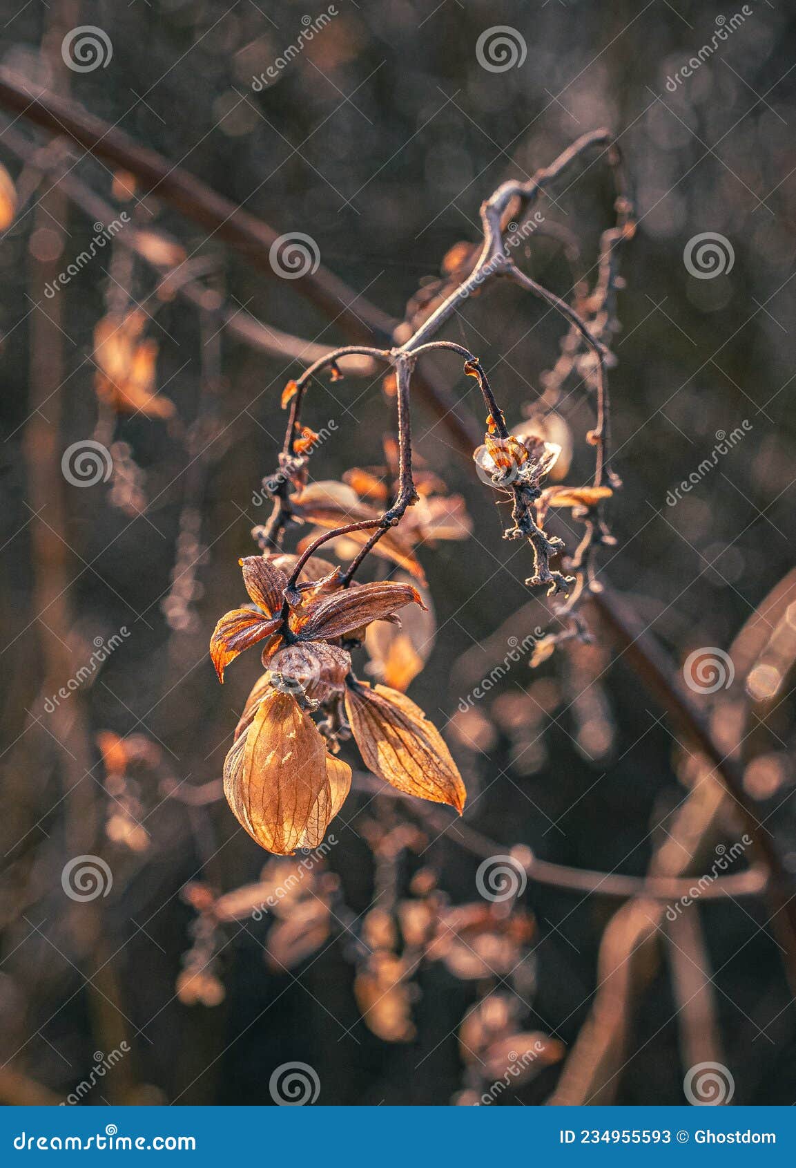 Early spring nature stock image. Image of closeup, mushroom - 234955593