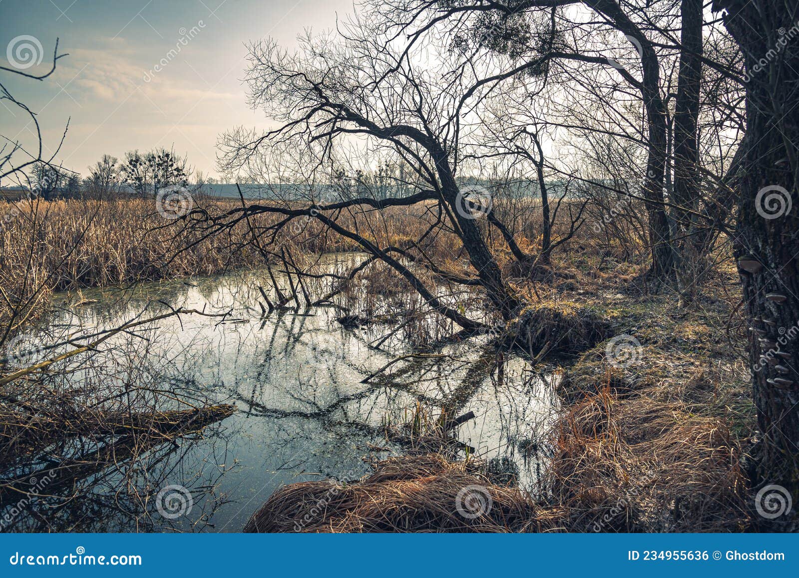Early spring nature stock photo. Image of closeup, flower - 234955636