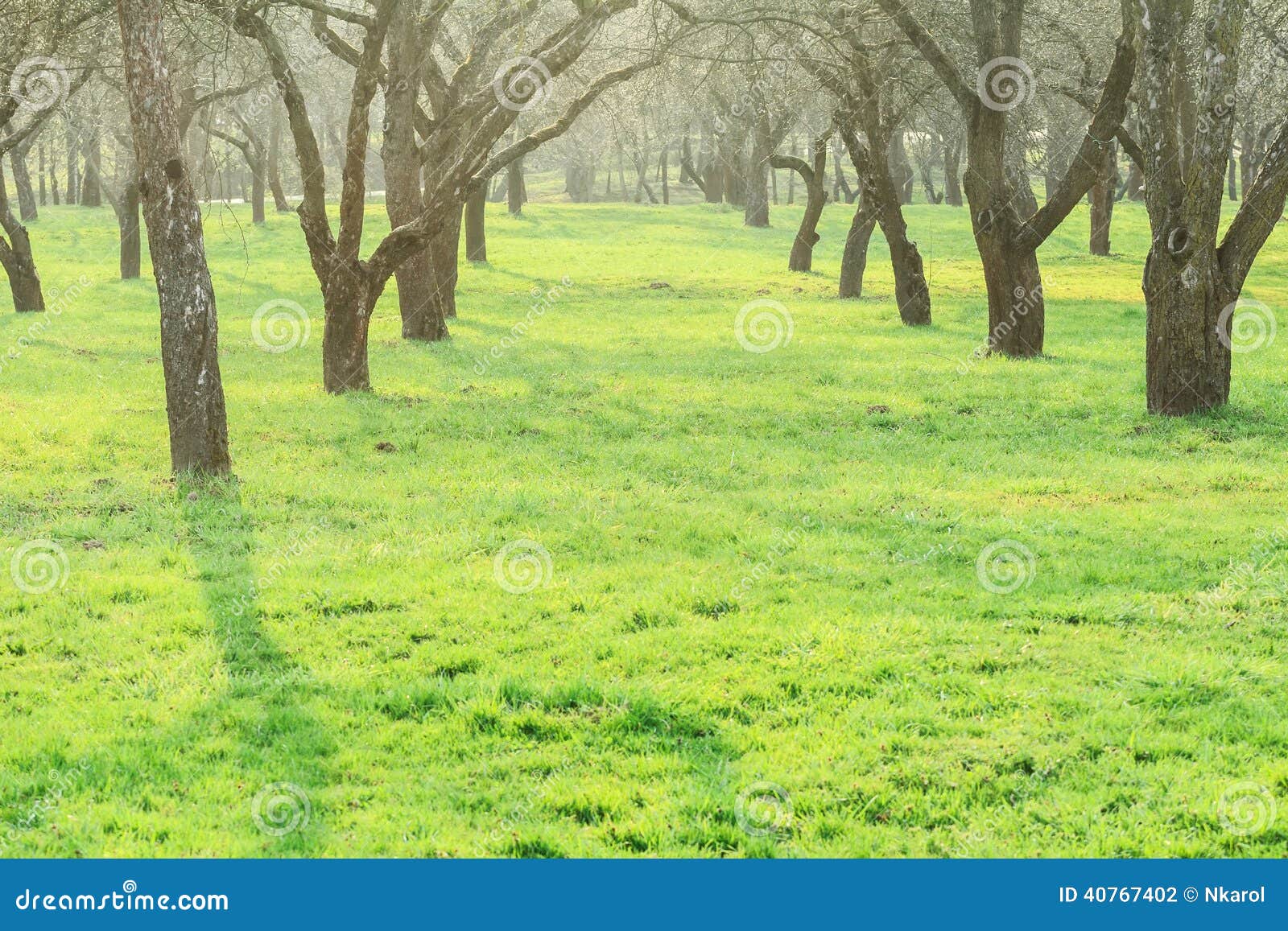 Early Spring Orchard in Sunny Day Stock Photo - Image of organic, early ...