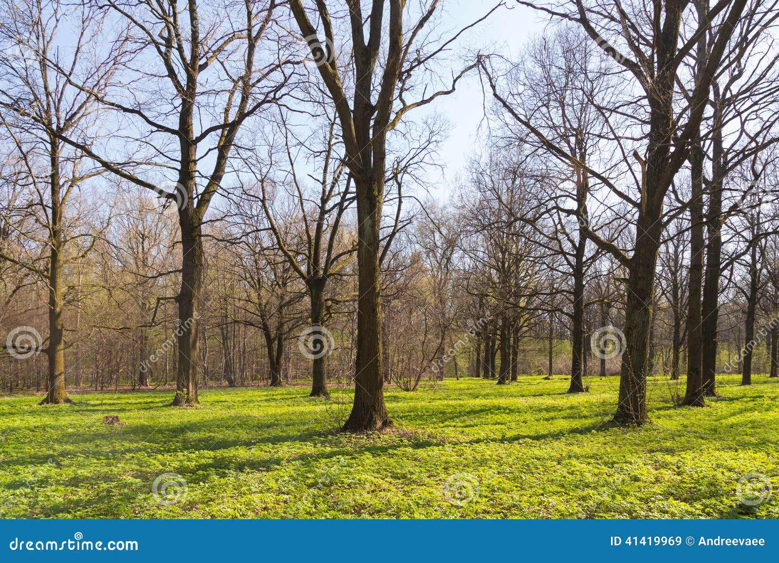 Early spring in park stock image. Image of leaf, lawn - 41419969