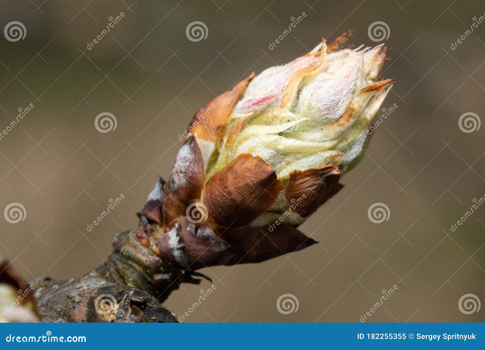 Early Spring Pear Tree Buds Orchard Stock Image - Image of orchard ...