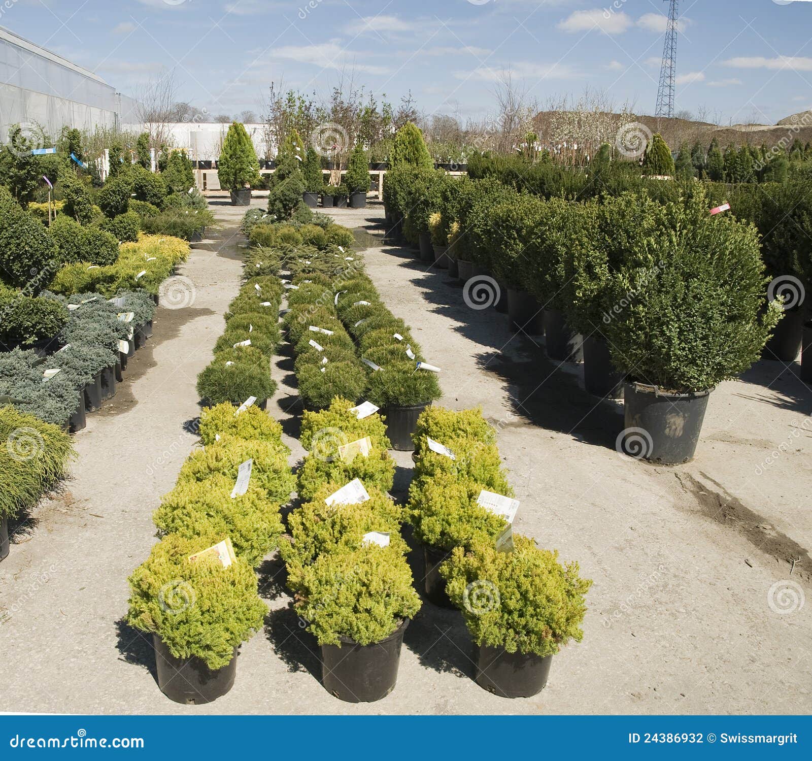 Early Spring Plants on Display at a Nursery Stock Photo - Image of ...